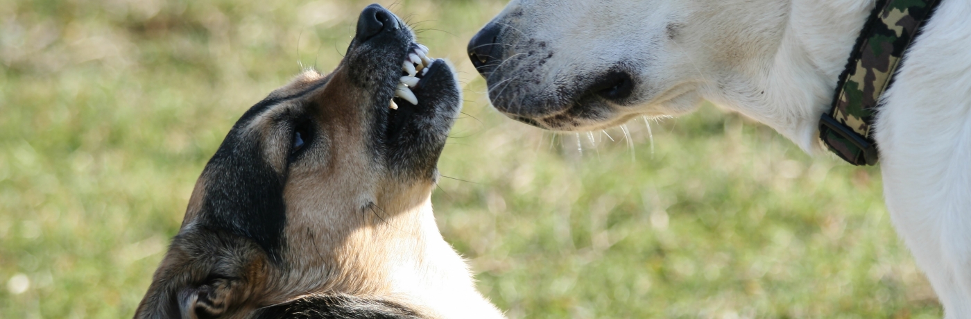 Ambivalent gedrag bij honden: wat is het en hoe ga je ermee om?
