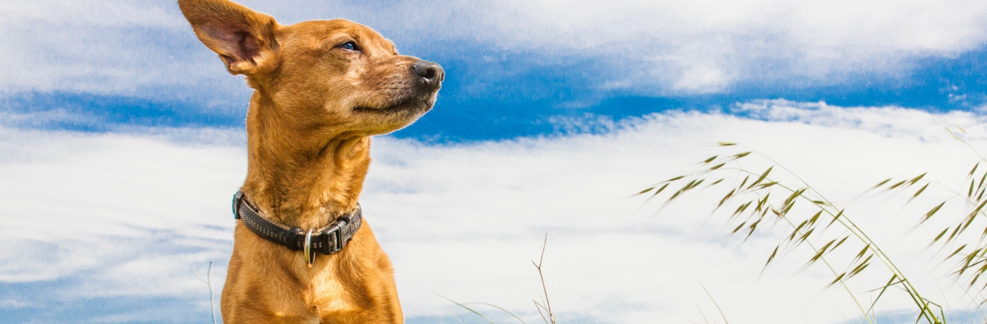 Grasaren bij honden: wat zijn het en waarom zijn ze zo gevaarlijk?