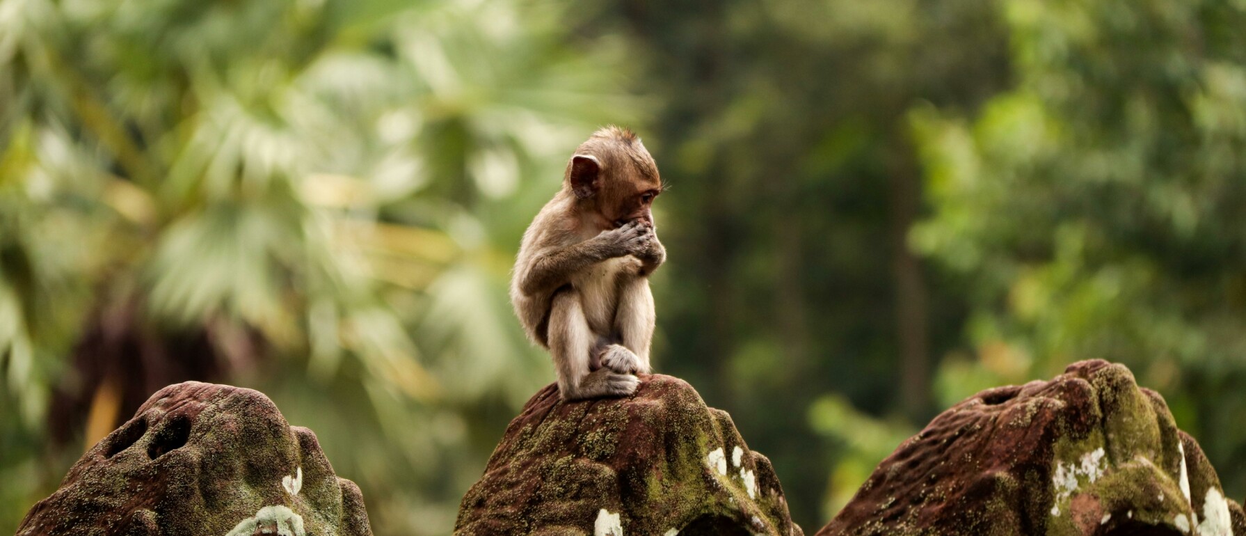 De monkey mind: wat is het en hoe ga je ermee om?