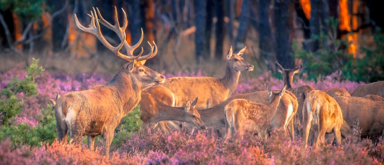 Dwingeloo: de 10 leukste activiteiten, restaurants en hotels