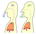 10 redenen om door de neus te ademen