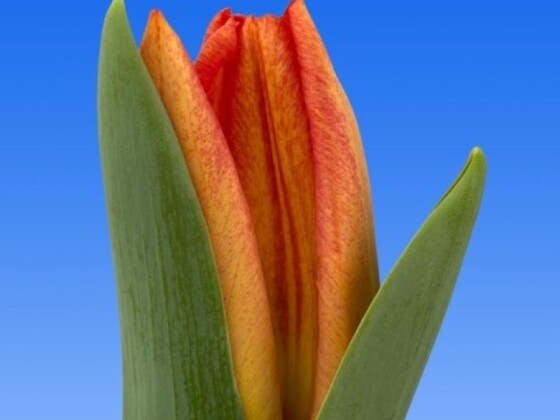 Tulips assortment for the Women's day 2024