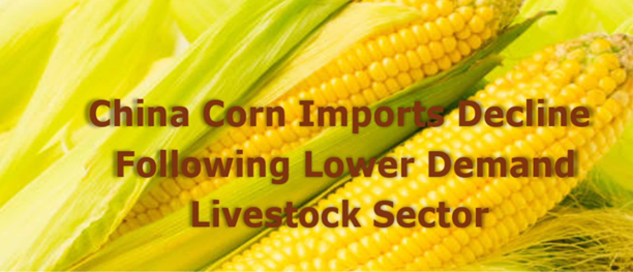 China corn imports decline following lower demand livestock sector