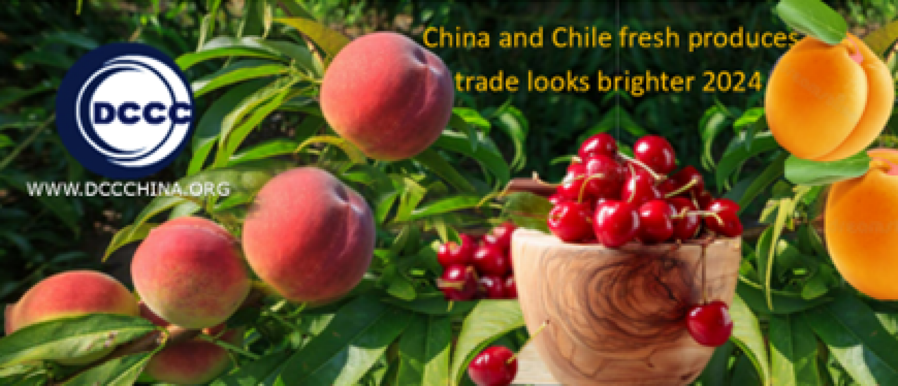 China and Chile fresh produces trade looks brighter 2024 - more Chile ...