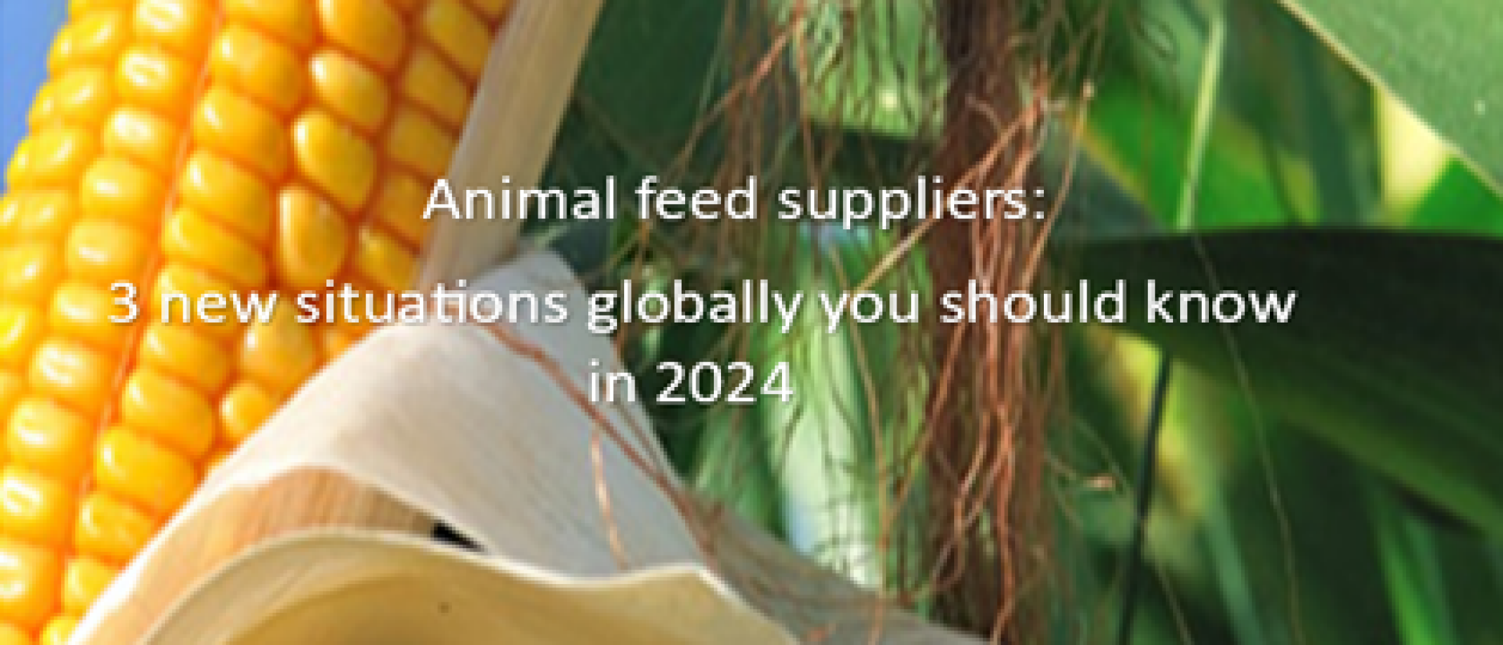 Animal feed suppliers: 3 global situation you should know 2024
