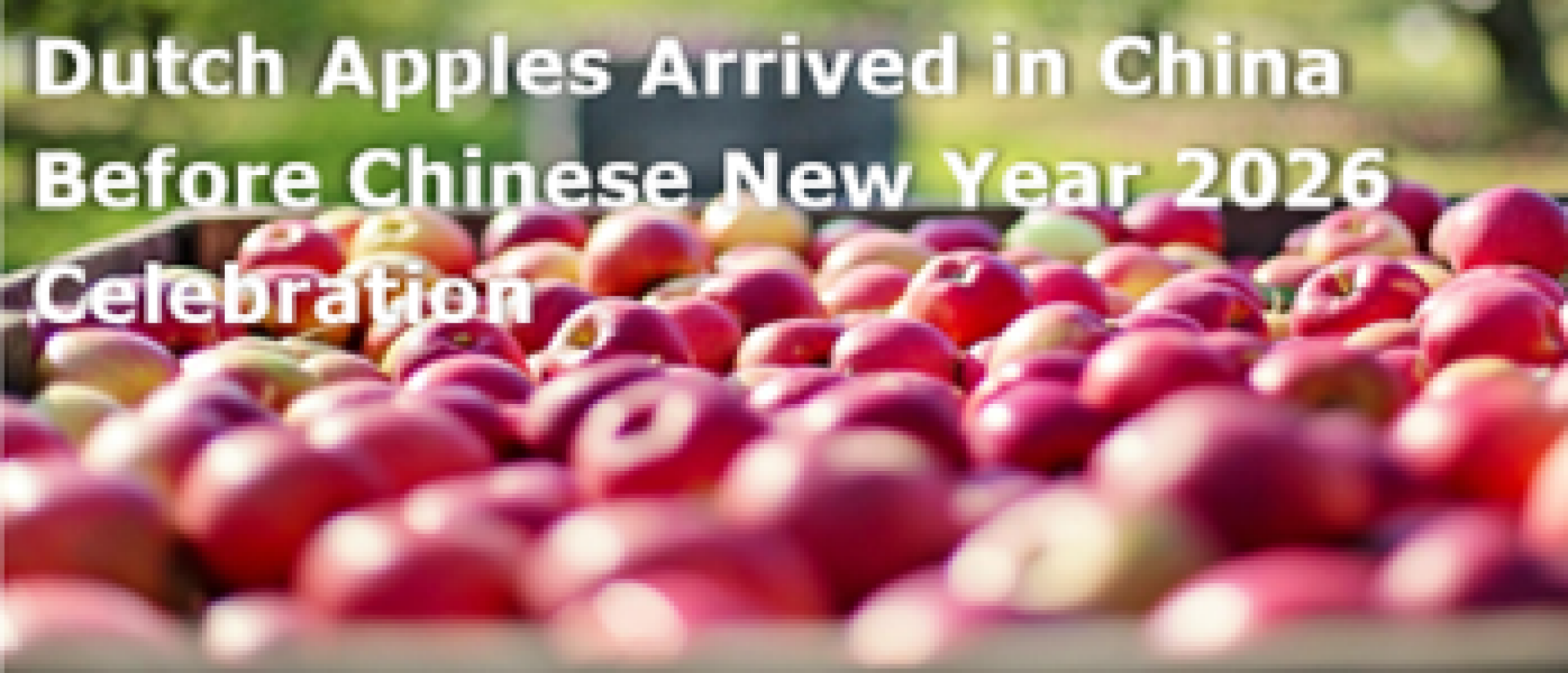 Dutch apples arrived in China before Chinese new year 2026 celebration