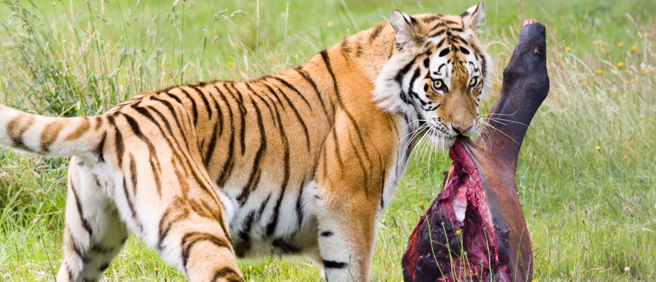Carnivoor Dieet Weekmenu | En hoe houd je het vol?