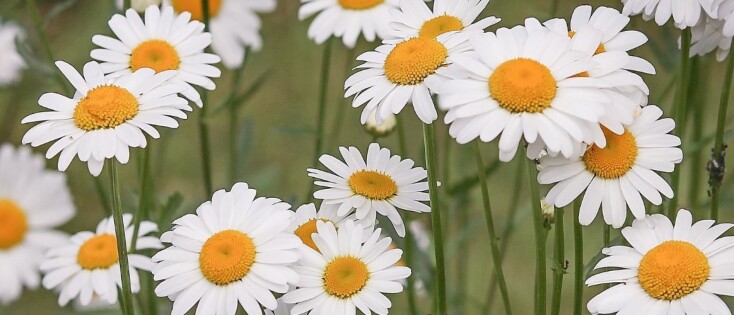 Geboortebloem april: Ontdek de Bloem die Jouw Maand Speciaal Maakt