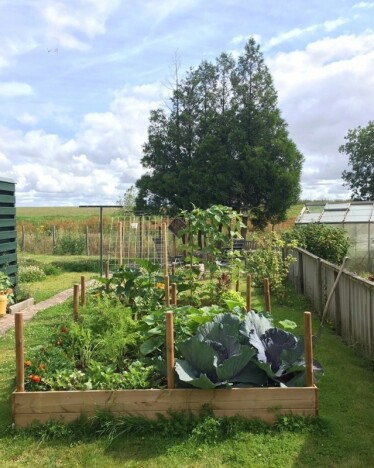 Moestuinbak maken: waar kun je uit kiezen?