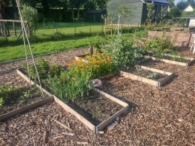 Moestuinbak maken: waar kun je uit kiezen?