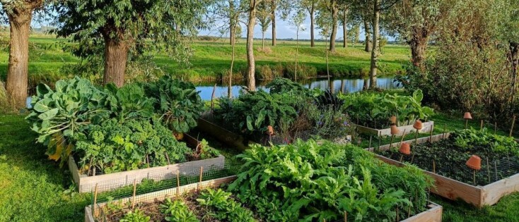 De voor-en nadelen van verhoogde moestuinbakken