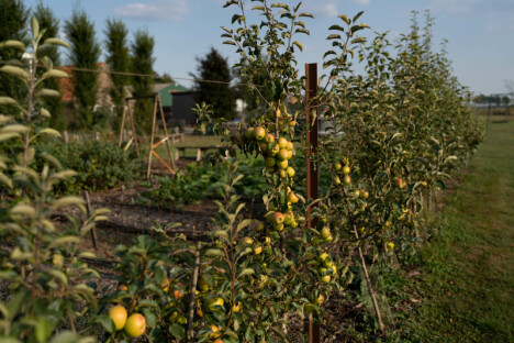 Fruitbomen in de moestuin