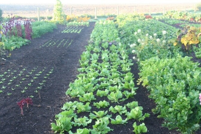 No Dig methode: Wat is het en wat zijn de do’s en don’ts