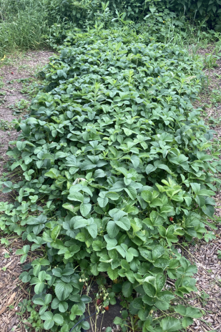 Aardbeien kweken in de moestuin - 11 veelgestelde vragen