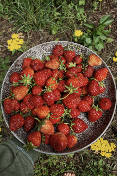 Aardbeien kweken in de moestuin - 11 veelgestelde vragen