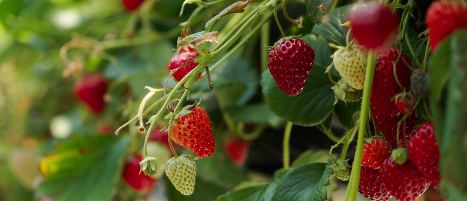 Aardbeien kweken in de moestuin - 11 veelgestelde vragen