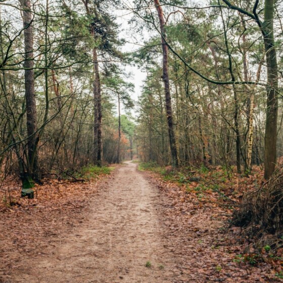 Prachtig wandelen in Brabant: 14 bijzondere wandelroutes