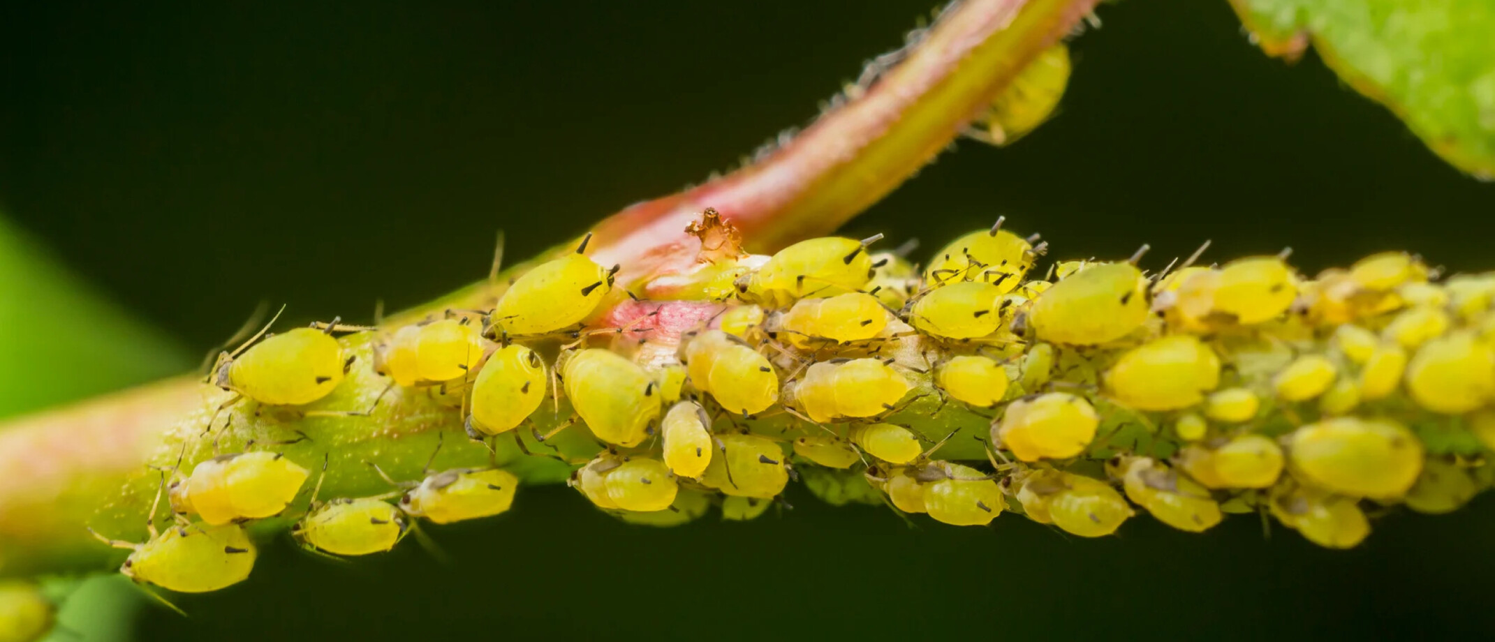 Soorten plagen hoe en waaraan kun je ze herkennen
