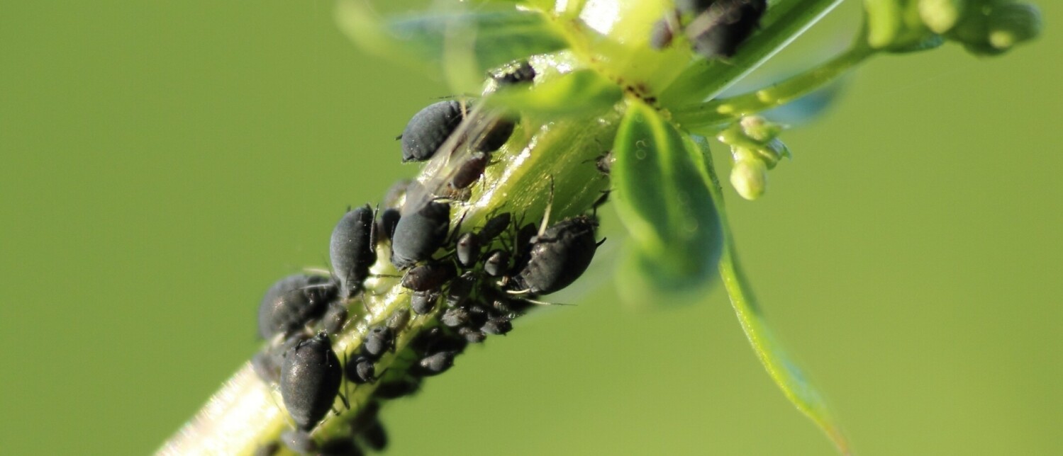 Luizen bestrijden? Zo doe je dat:
