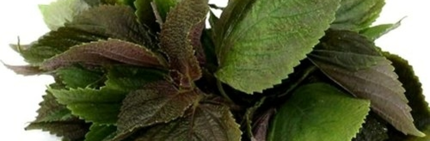 Perilla