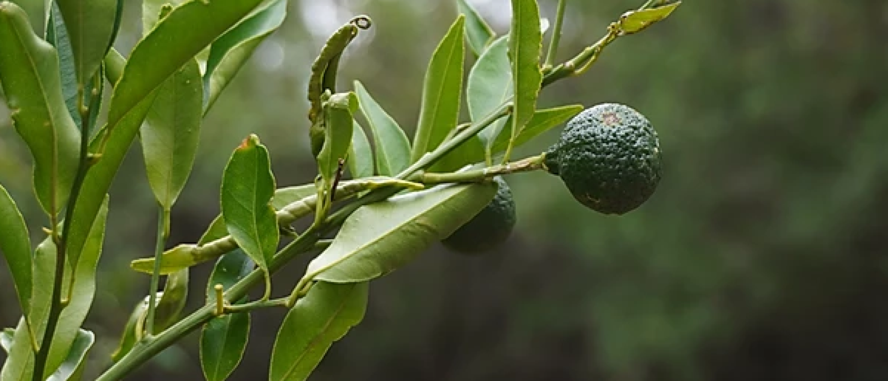 Kaffir limoenblad (djeroek poeroet of djeruk purut)