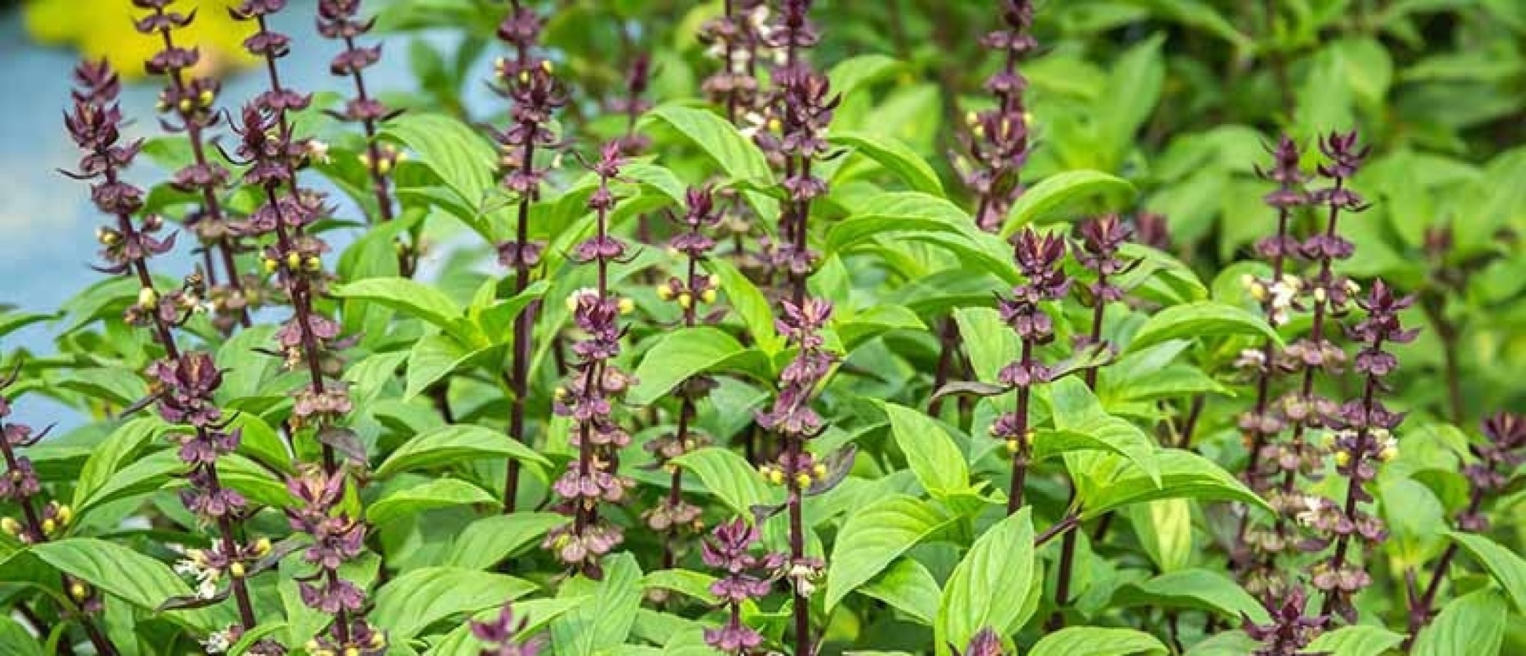 Thaise basilicum (horapa)