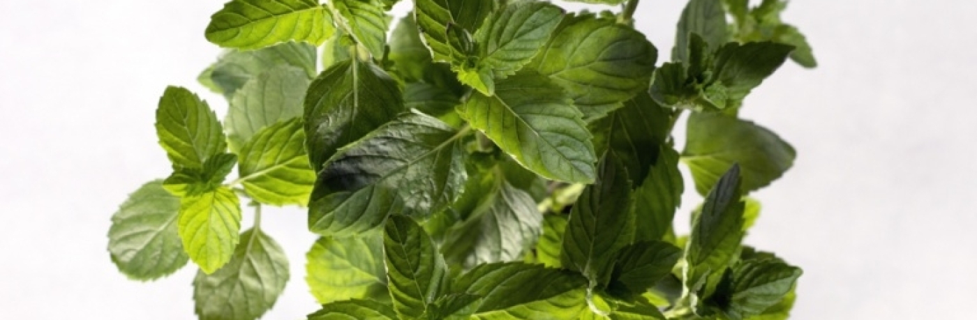 Groene munt (spearmint)