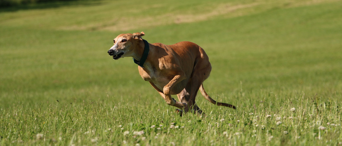 Rasgroep 10 - windhonden | hondenrassen | Aniek Wendt