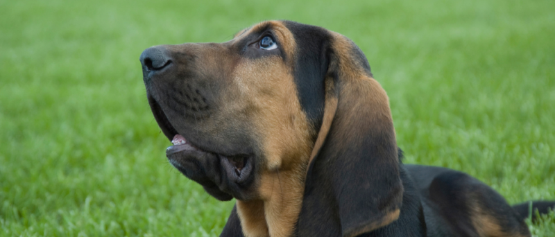 Rasgroep 6 - Lopende honden en zweethonden | hondenrassen | Aniek Wendt