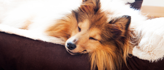 Hoeveel slaap heeft een hond nodig? | Hondenwelzijn | Aniek Wendt