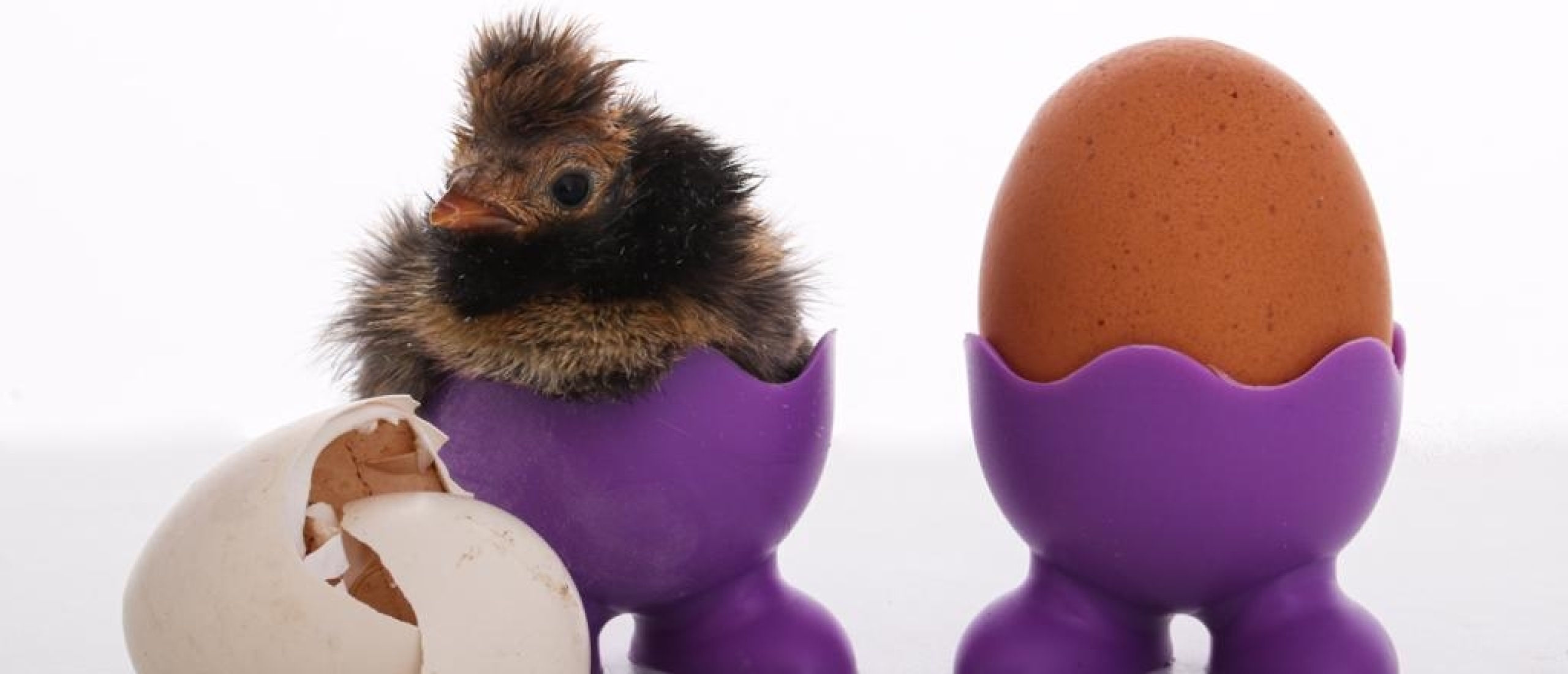 Van ei tot (jong) volwassen kip | Zelf kuikens uitbroeden