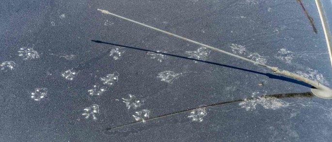 Kapotte slang ruitenwisservloeistof door marter? | Autoprofi Hoogeveen