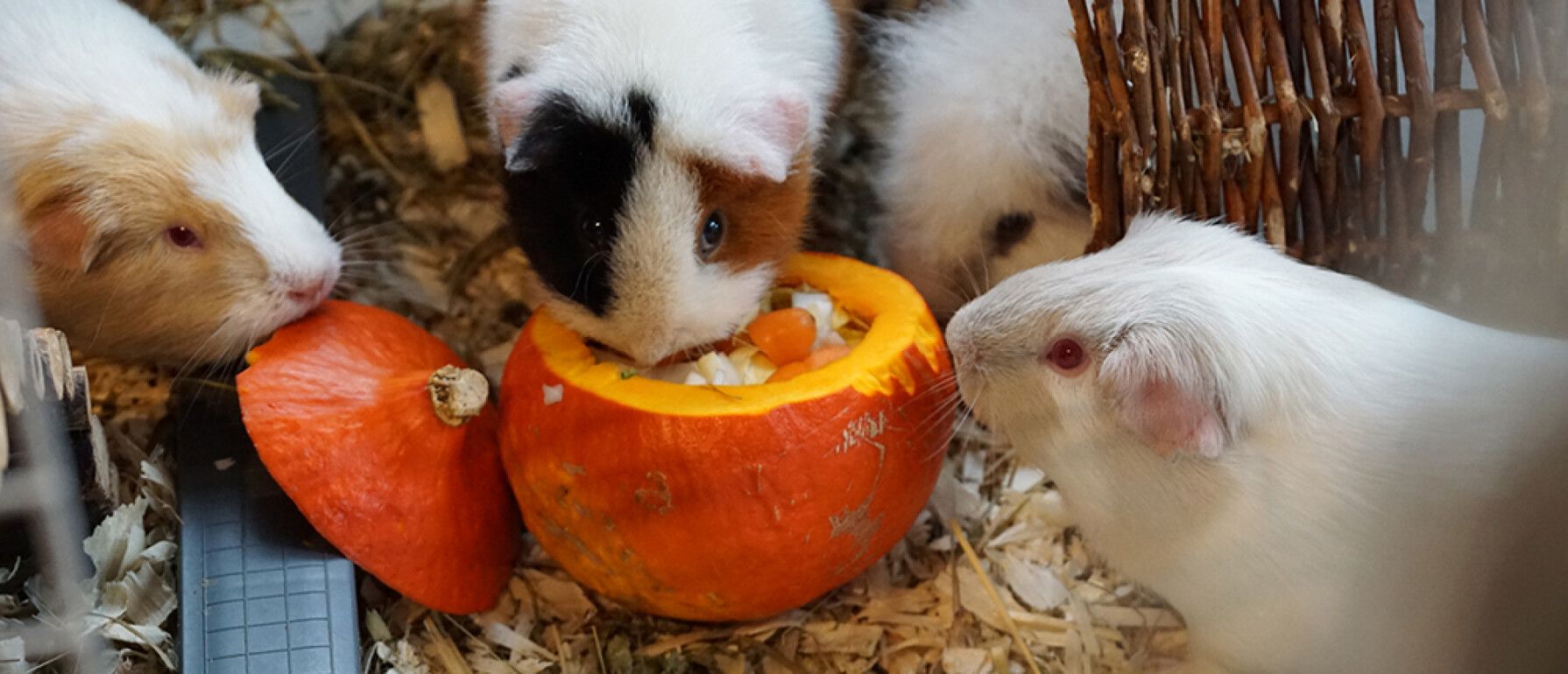 Lijst met groente, fruit, kruiden en bladeren voor cavia's