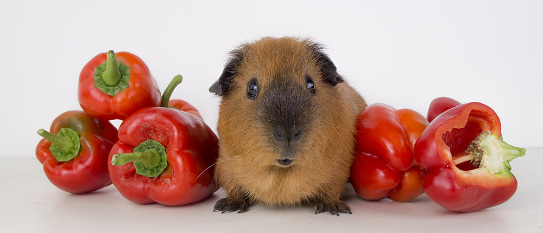 Lijst met groente, fruit, kruiden en bladeren voor cavia's