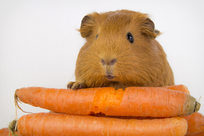 Alles over voeding voor cavias!