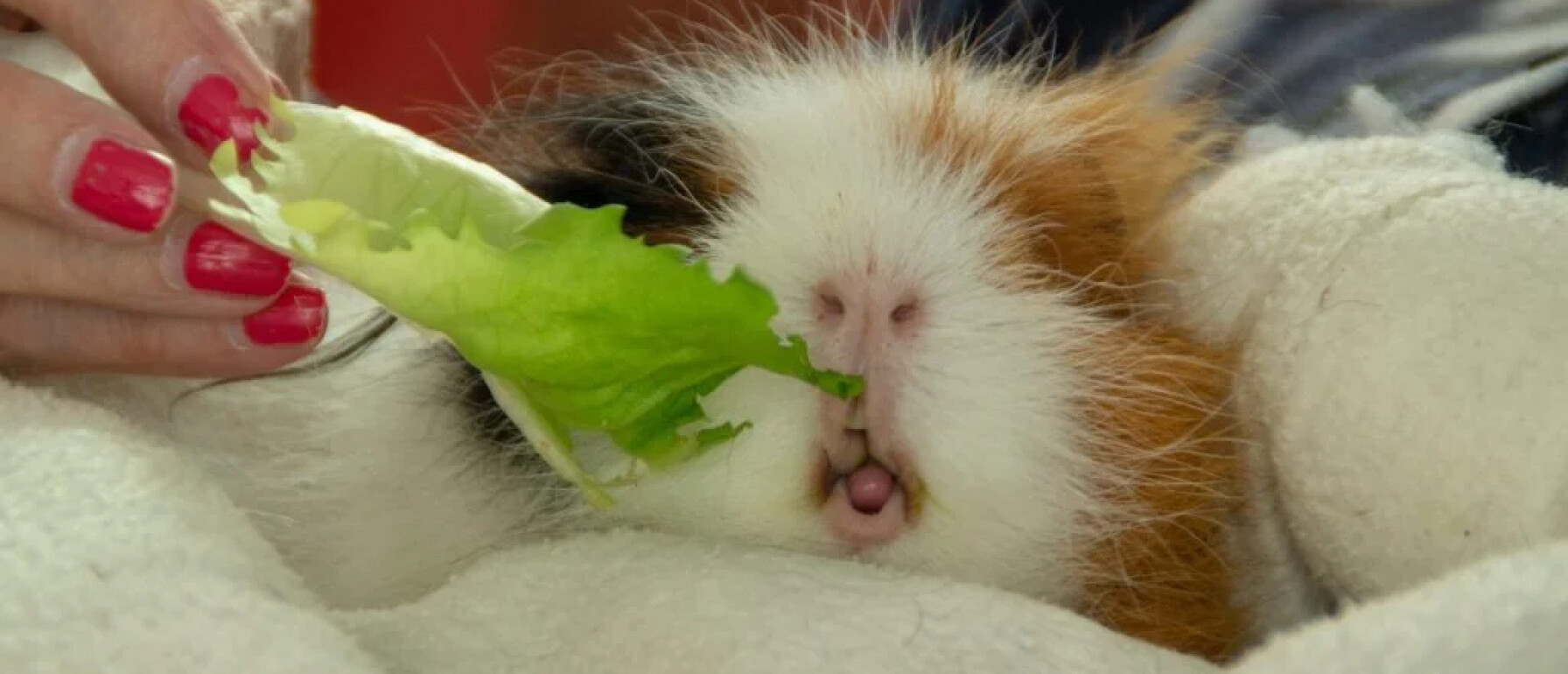 Waarom eten cavias en konijnen hun eigen keutels op?