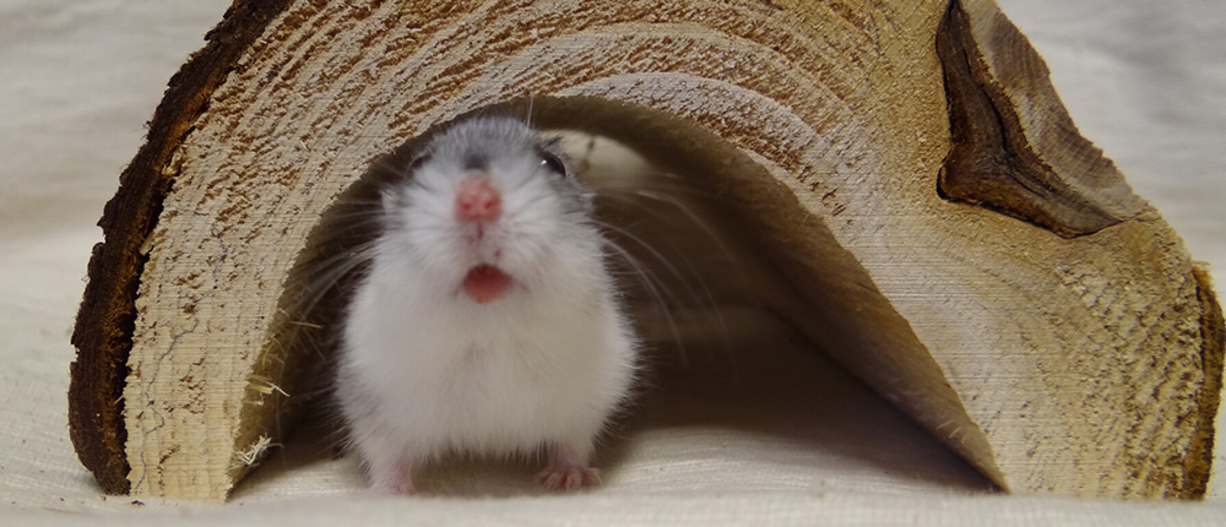 Waarom hebben hamsters een loopwiel nodig?