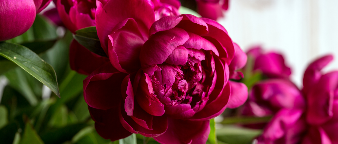 Pioenroos: alles je wilt weten over deze zomerbloeier