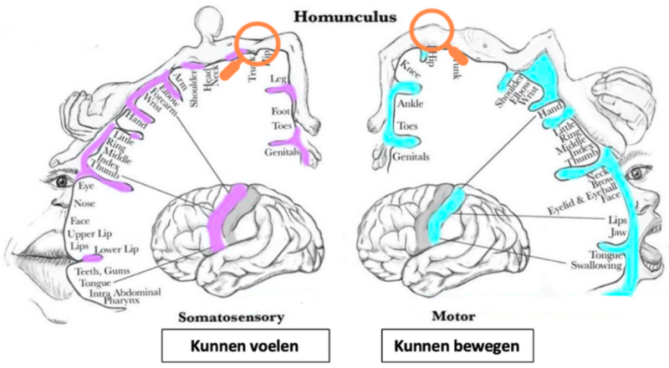 De bekkenbodem