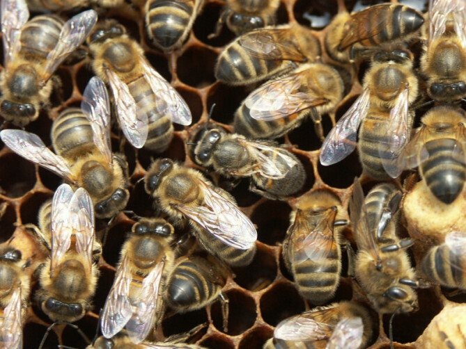 Deformed wing virus (DWV)