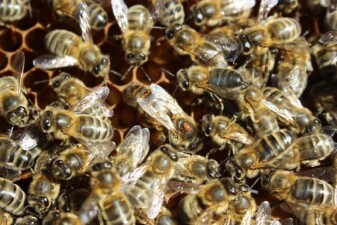 Bijenluis (Braula coeca)