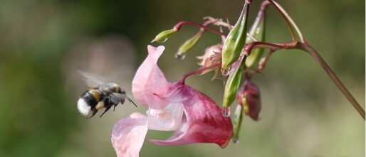 Wat te doen met een hommelnest in je tuin of huis?