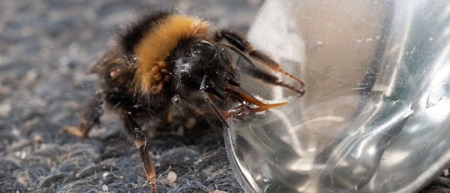 Wat te doen met een hommelnest in je tuin of huis?