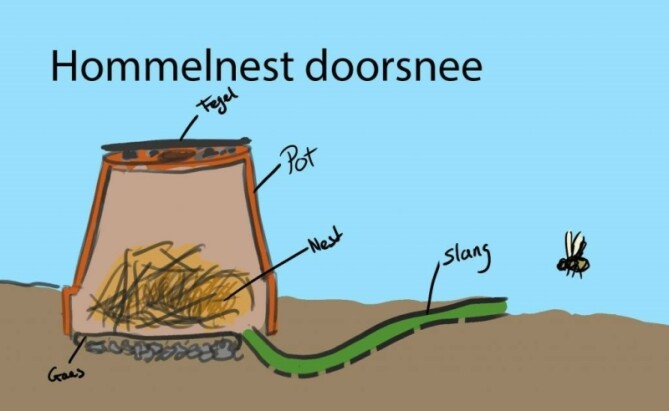 Alles wat u wilt weten over hommelnesten