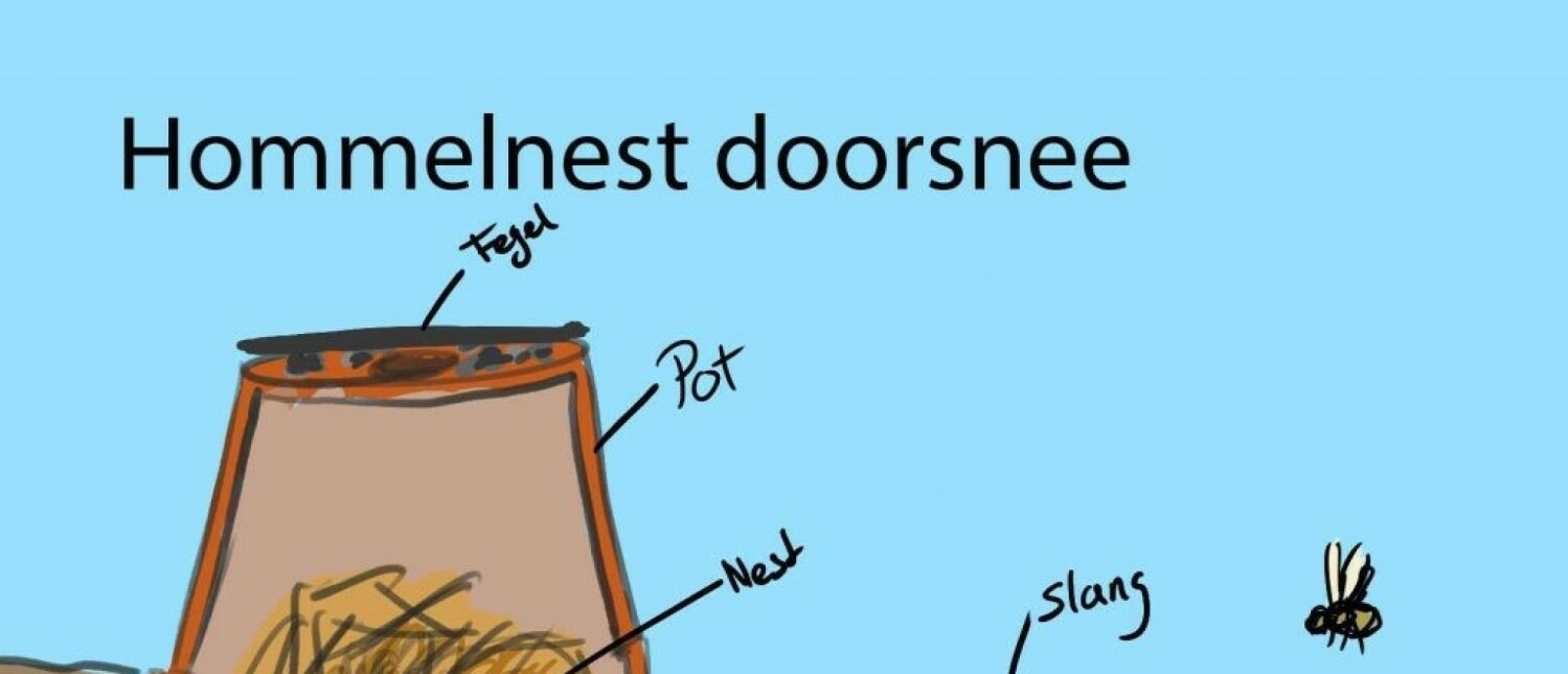 Wat te doen met een hommelnest in je tuin of huis?