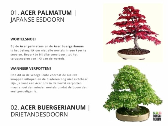 Bonsai boom verzorgen midden lente - april - Bonsaihobby