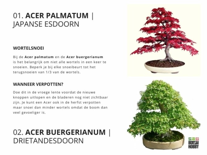 Bonsai boom verzorgen midden lente - april - Bonsaihobby
