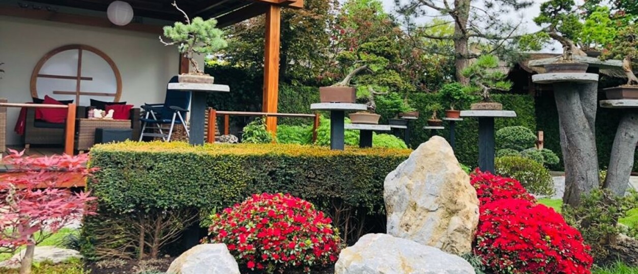 Bonsai boom verzorgen einde lente - mei - Bonsaihobby
