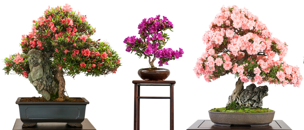 Bonsai boom verzorgen begin zomer - juni - Bonsaihobby