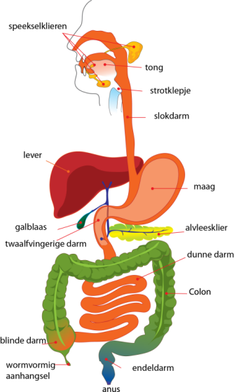 Buikpijn door stress? Oorzaken en oplossingen